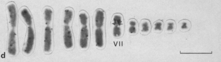Small but with a huge genome: the challenge of sequencing the Apennine ...